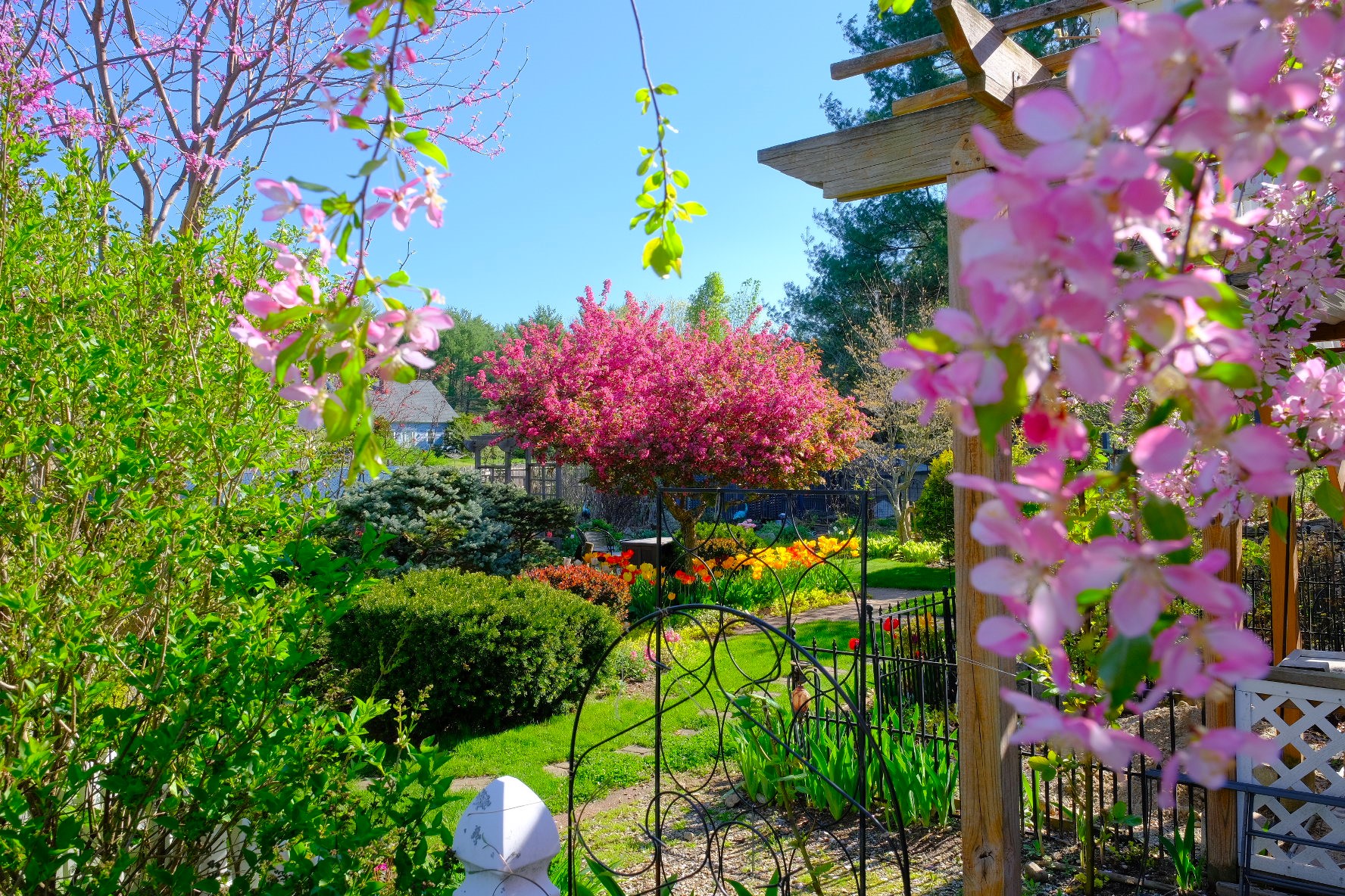 Trees in Tingshu's Backyard - Fine Gardening