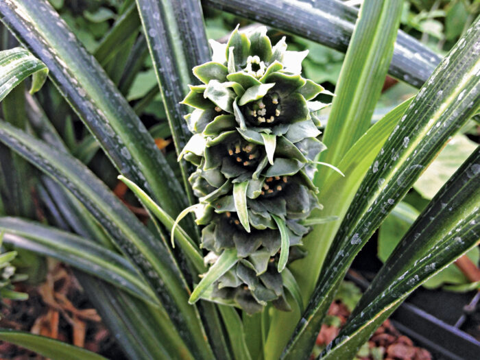 Yellow Thread Rohdea Is a Rare Perennial Jewel for Shady Nooks and ...