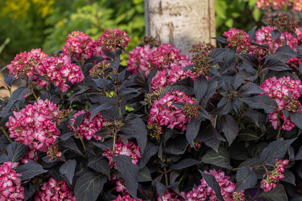Eclipse® Bigleaf Hydrangea: An Amazing New Hydrangea with Black Leaves - Fine Gardening