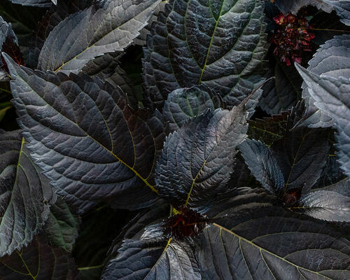 Eclipse® Bigleaf Hydrangea: An Amazing New Hydrangea with Black Leaves ...