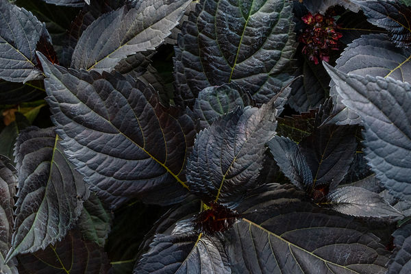 Eclipse® Bigleaf Hydrangea: An Amazing New Hydrangea with Black Leaves ...