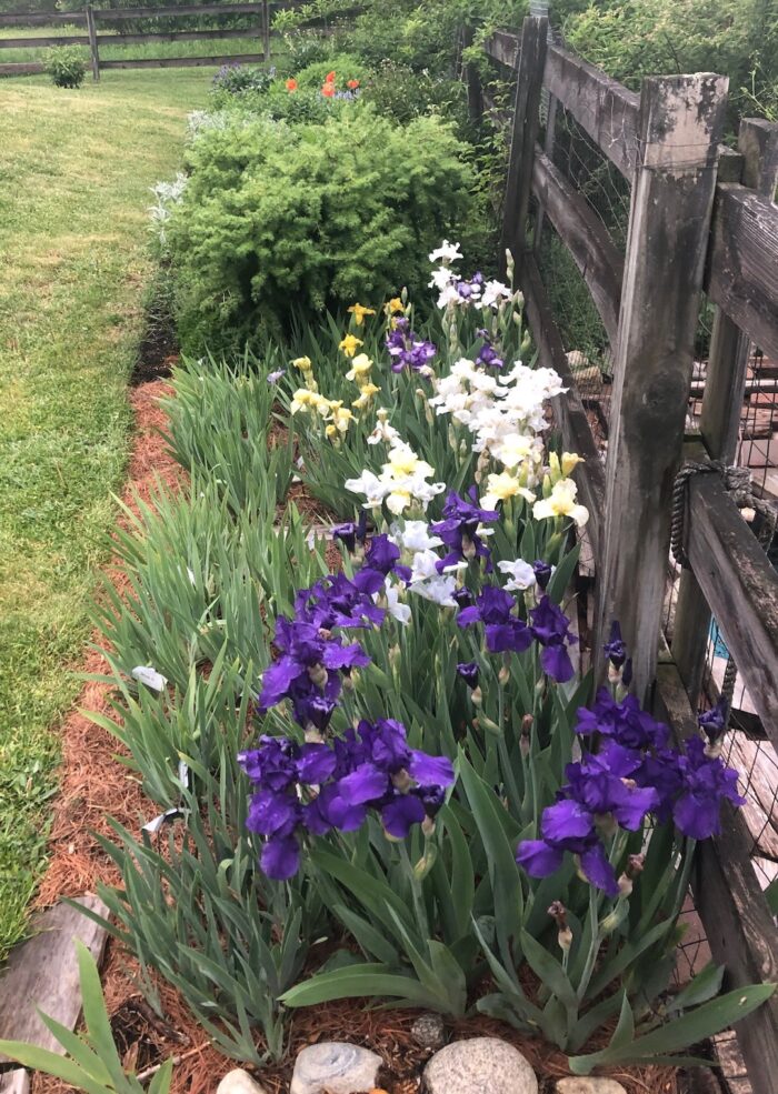Harriet's Iris Garden - Fine Gardening