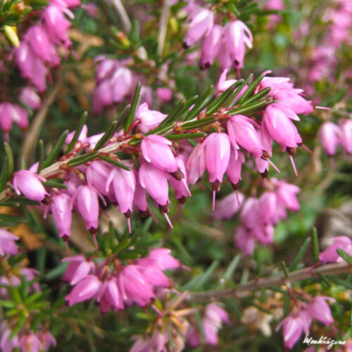 Grow Heaths and Heathers for Year-Round Beauty - Fine Gardening