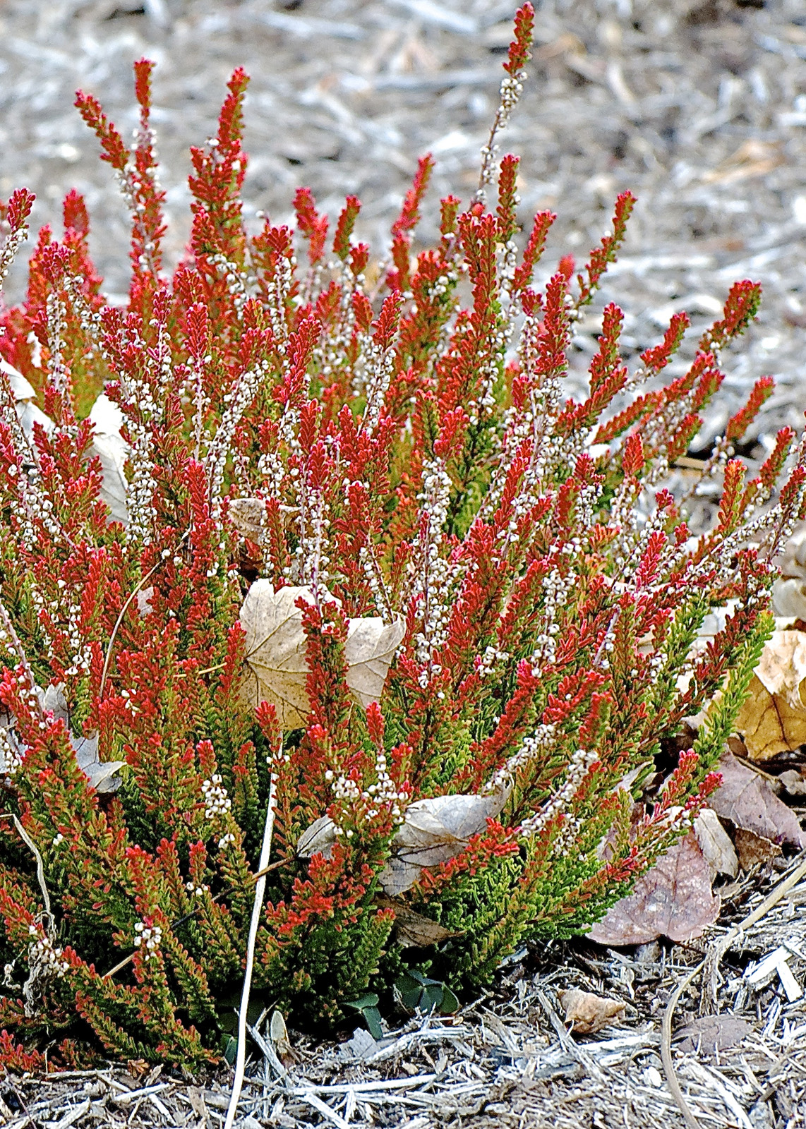 Grow Heaths and Heathers for Year-Round Beauty - Fine Gardening