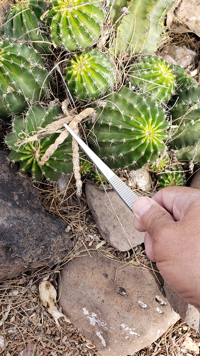 Essential Hand Tools for the Desert Gardener - Fine Gardening