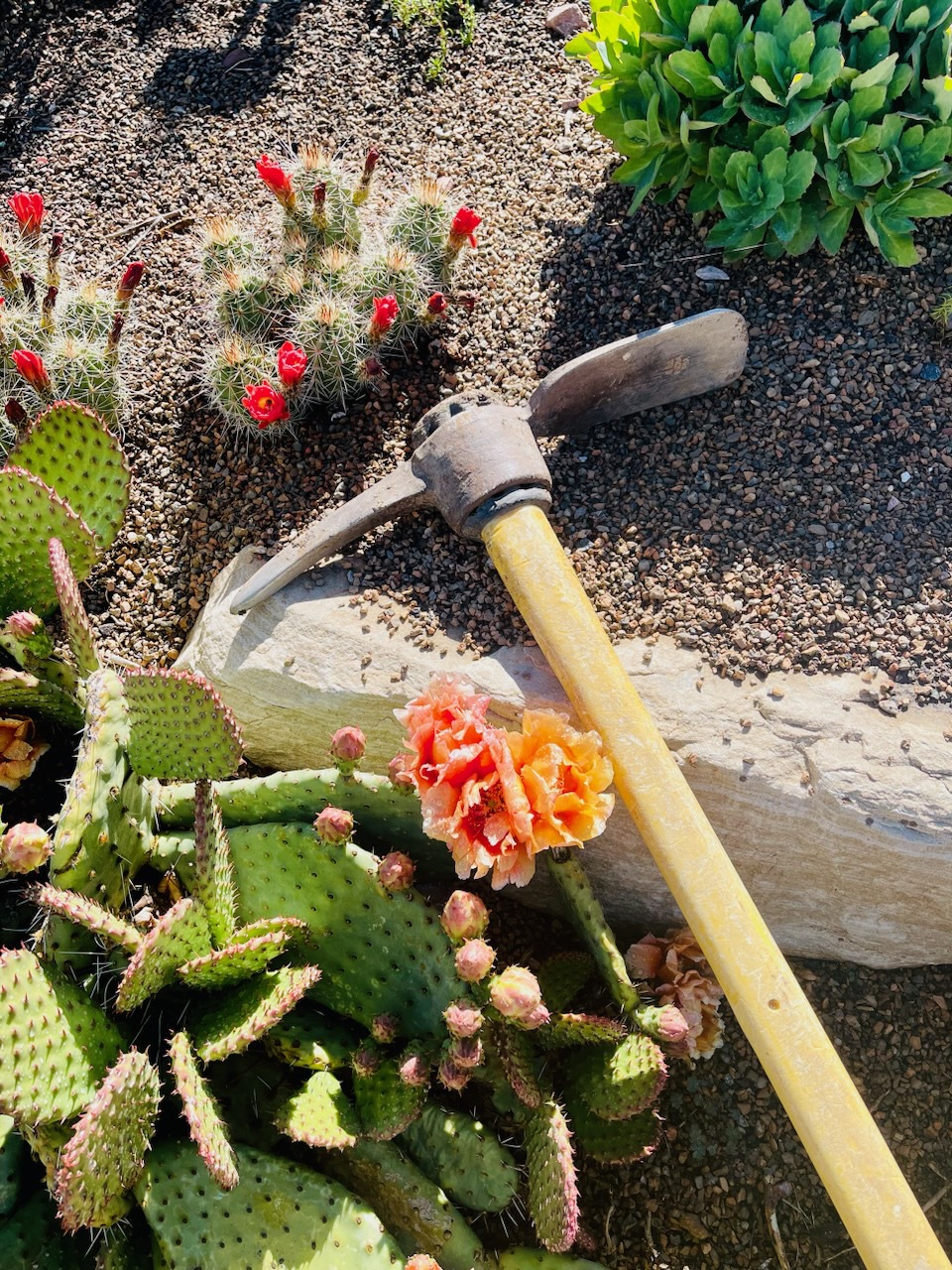 Essential Hand Tools for the Desert Gardener - Fine Gardening