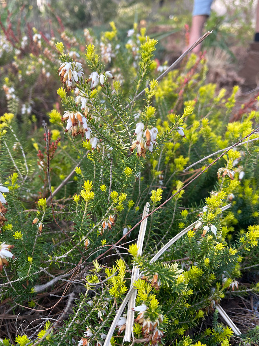 How to Grow Winter Heath and Favorite Varieties - Fine Gardening