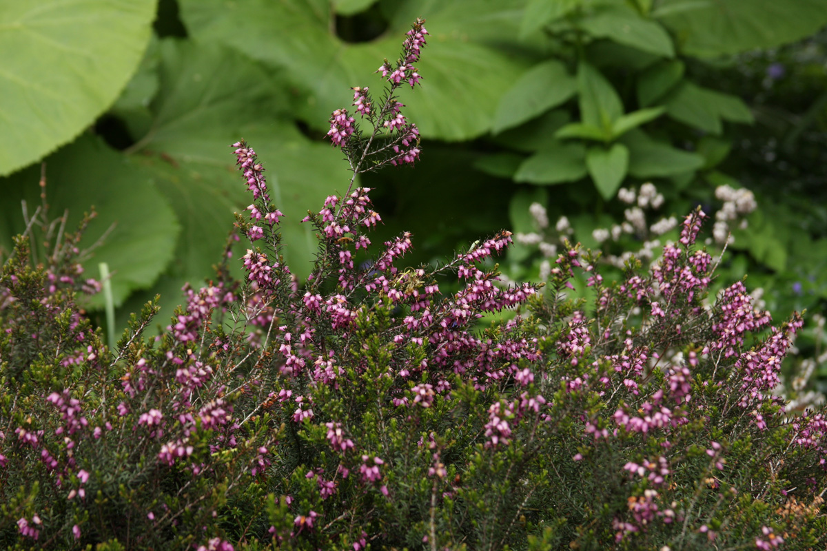 How to Grow Winter Heath and Favorite Varieties - Fine Gardening