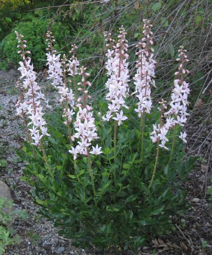 Wishlist Plants for Sun - Fine Gardening