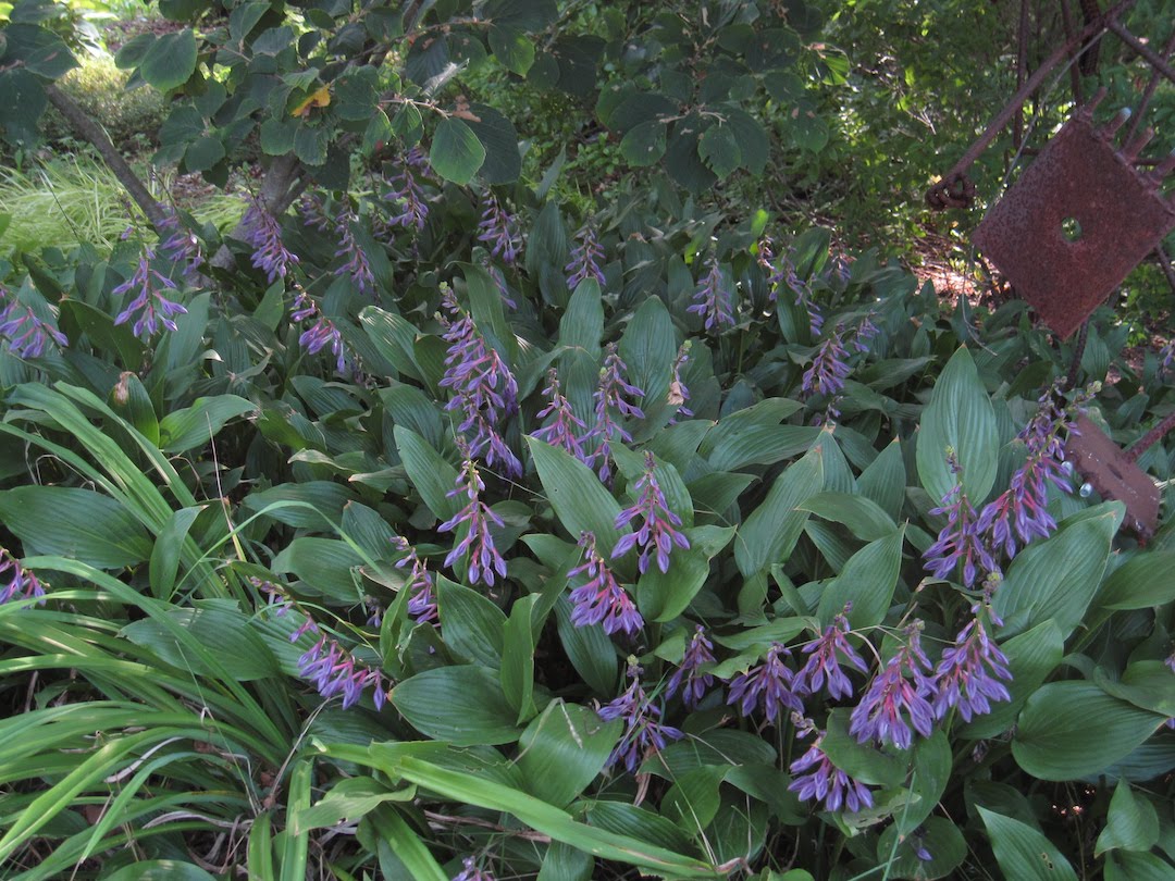 Wish List Plants for Shade - Fine Gardening