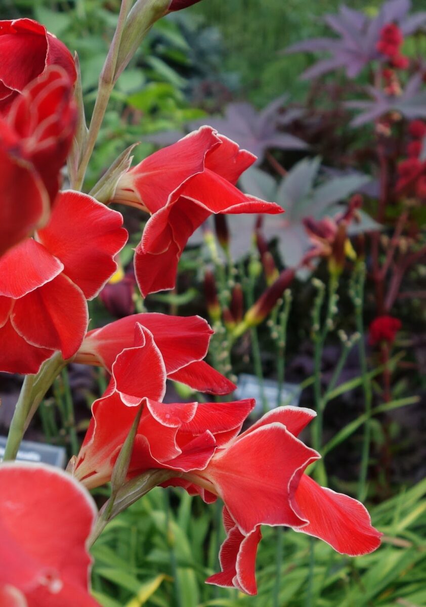 Red in the Garden - Fine Gardening