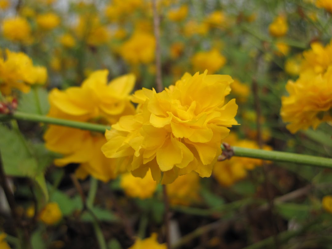 Floral Sunshine - Fine Gardening