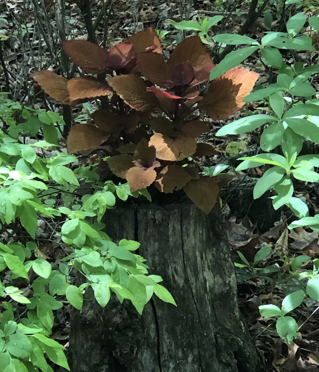 Gail's Garden in North Carolina - Fine Gardening