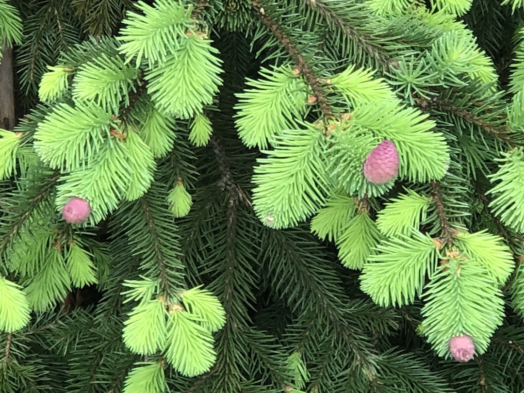 Gail's Favorite's From Last Year - Fine Gardening