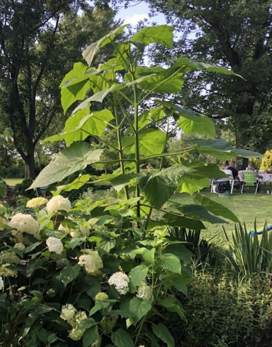 Summer and Fall in Maria's Garden - Fine Gardening