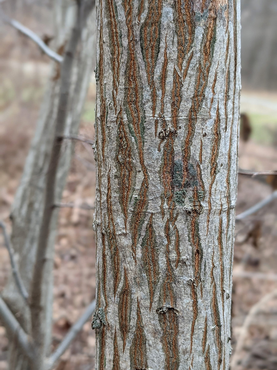 Episode 151: Underappreciated Plants for Winter Interest - Fine Gardening