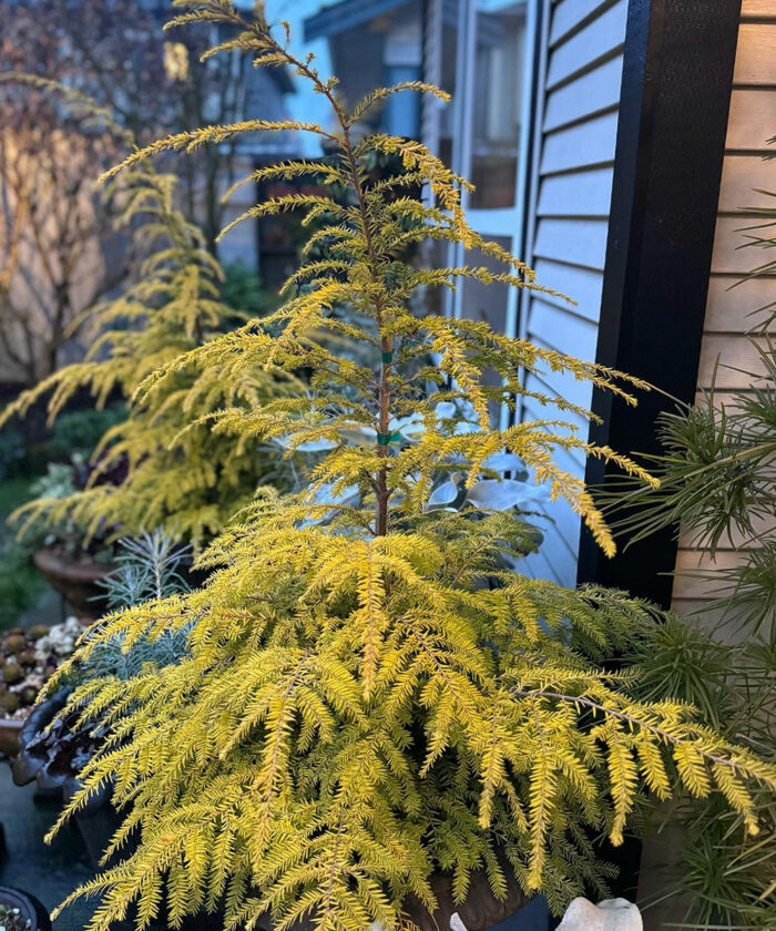 Episode 151: Underappreciated Plants for Winter Interest - Fine Gardening