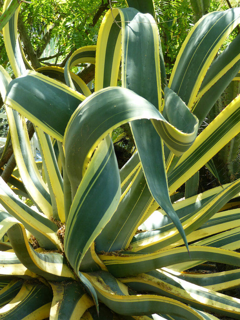 The Best Variegated Agaves for the Southwest - Fine Gardening
