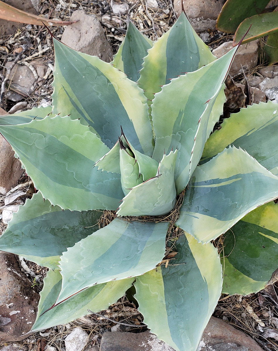 The Best Variegated Agaves for the Southwest - Fine Gardening