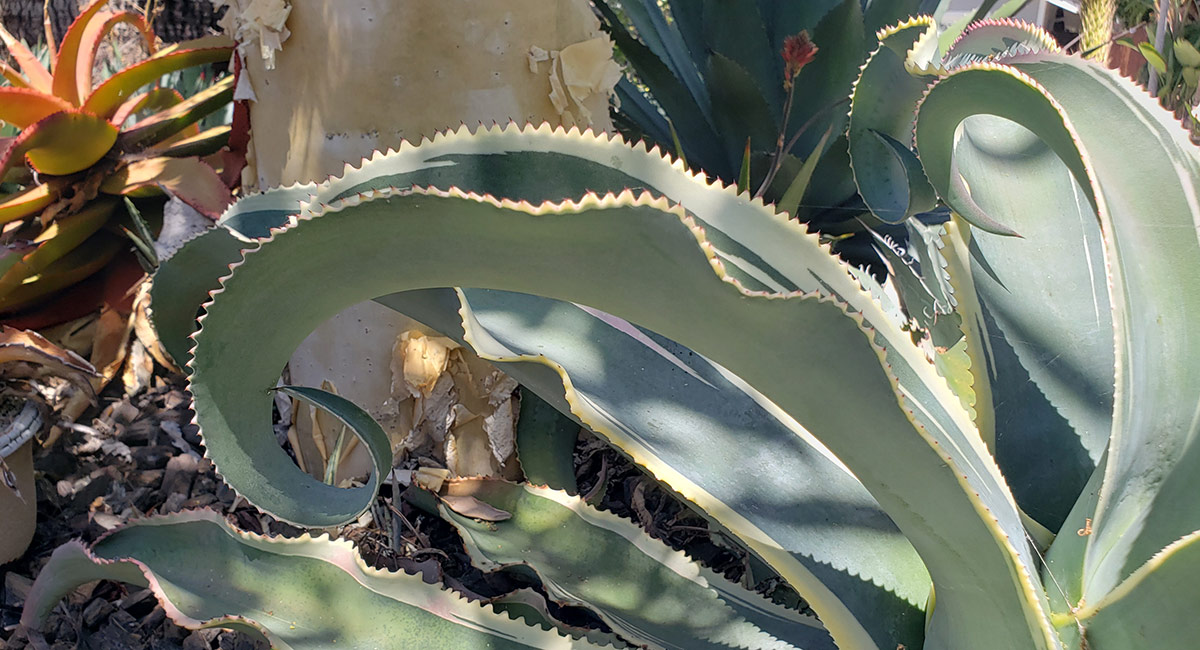 The Best Variegated Agaves for the Southwest - Fine Gardening