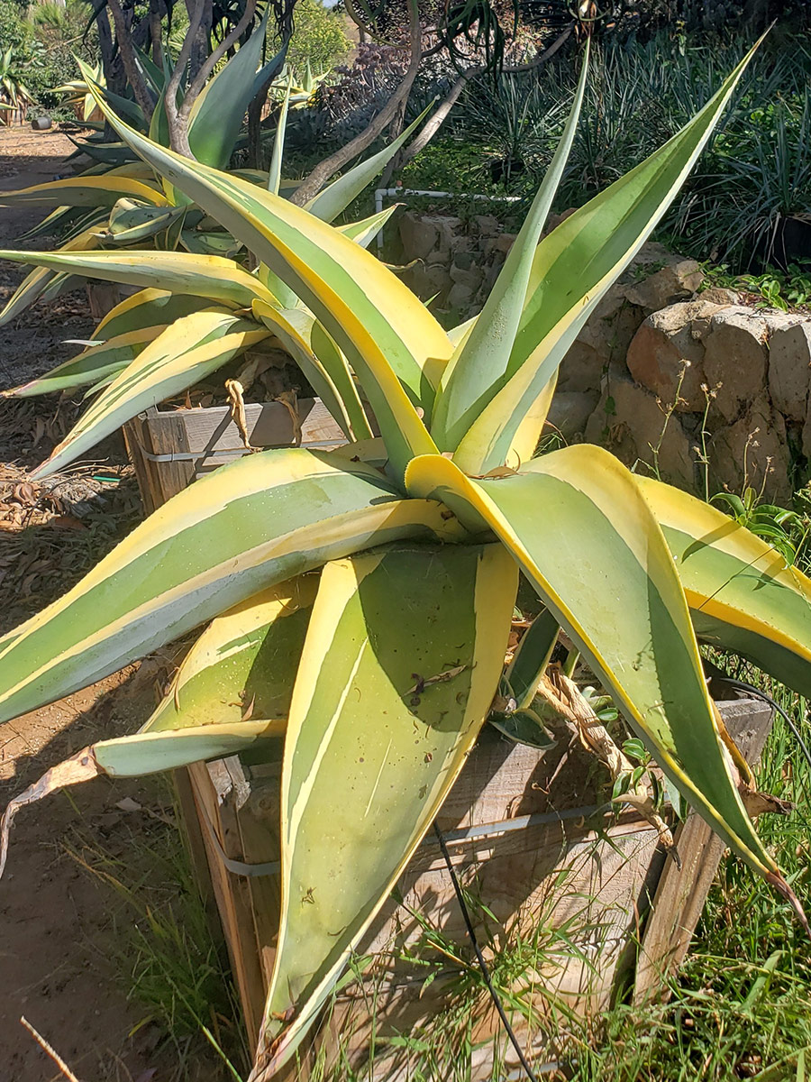 The Best Variegated Agaves for the Southwest - Fine Gardening
