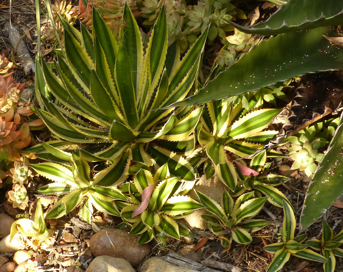 The Best Variegated Agaves for the Southwest - Fine Gardening