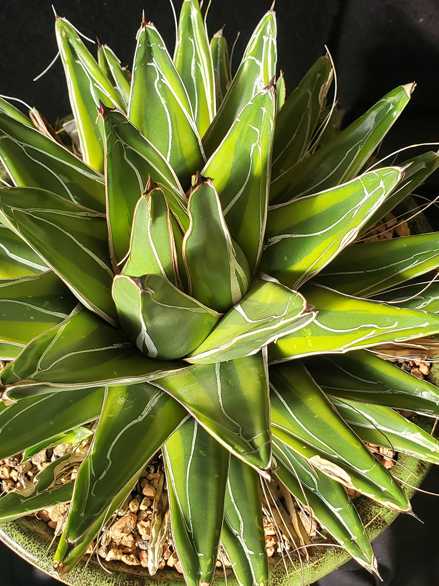 The Best Variegated Agaves for the Southwest - Fine Gardening