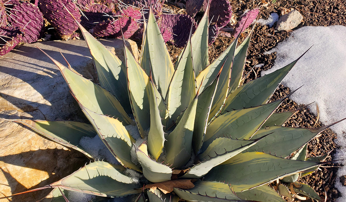 The Best Variegated Agaves for the Southwest - Fine Gardening