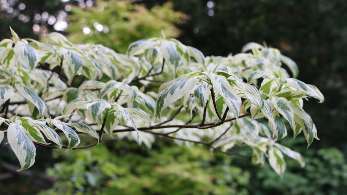 Three Amazing Understory Trees and Shrubs - Fine Gardening