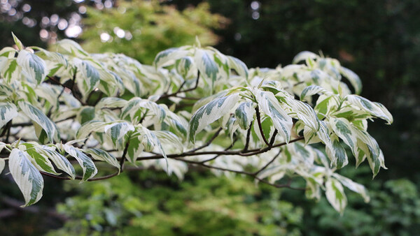 6 Amazing Small Trees - Fine Gardening