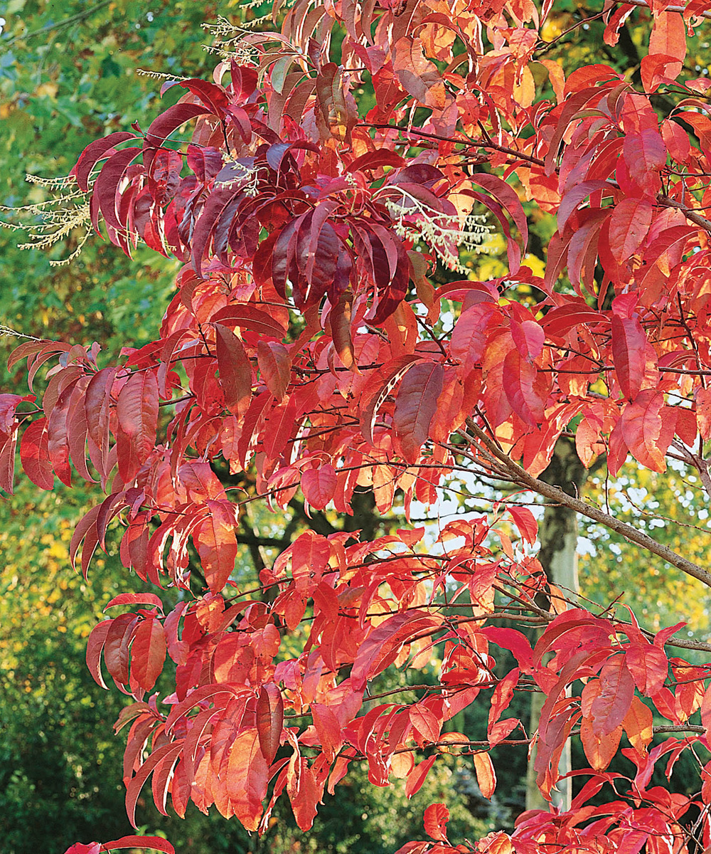 9 Fantastic Flowering Trees - Fine Gardening