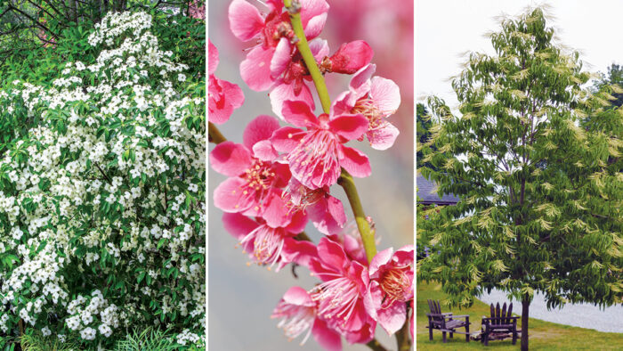 9 Fantastic Flowering Trees - Fine Gardening