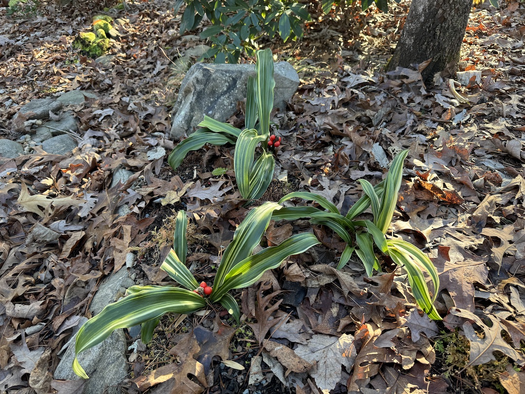 Winter Beauty in Bonnie’s Garden - Fine Gardening