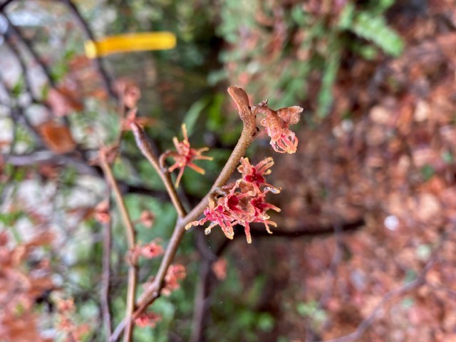 Andy’s Best Plants for the Winter Garden - Fine Gardening