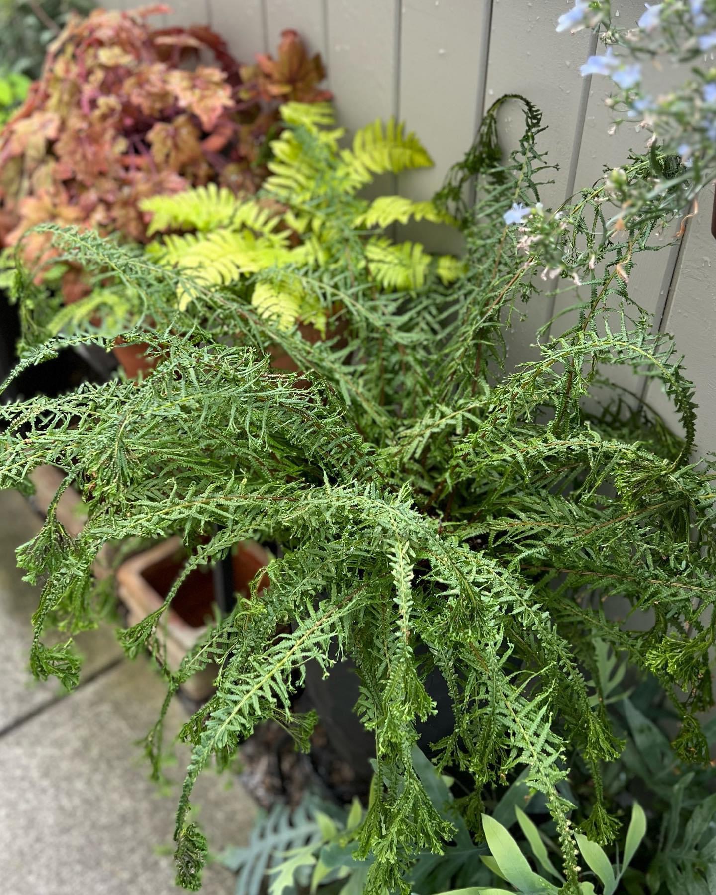 The Fern Fairway in Summer - Fine Gardening