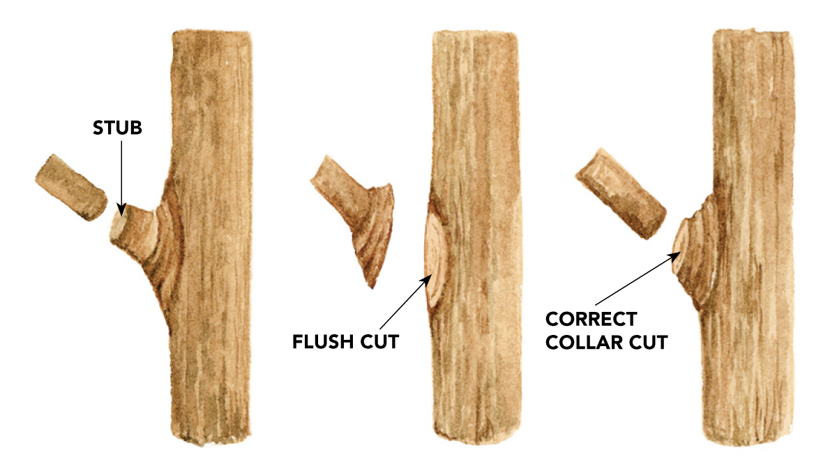 Pruning Shortcuts for the Busy Gardener - Fine Gardening
