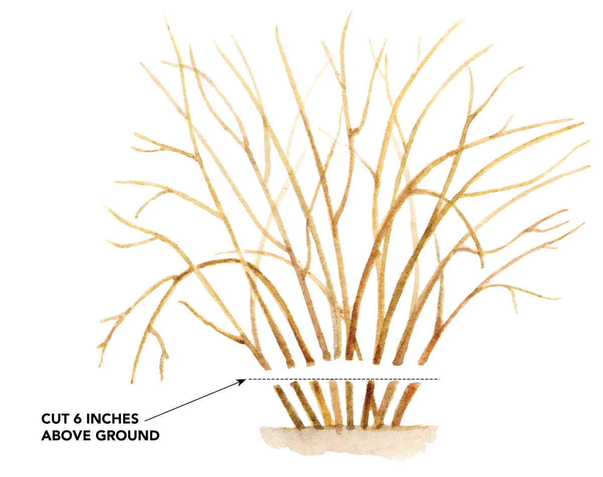 Pruning Shortcuts for the Busy Gardener - Fine Gardening