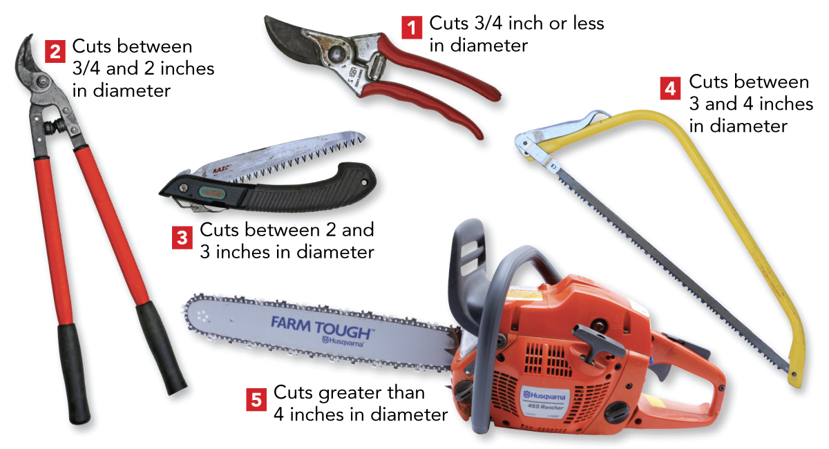 Pruning Shortcuts for the Busy Gardener - Fine Gardening