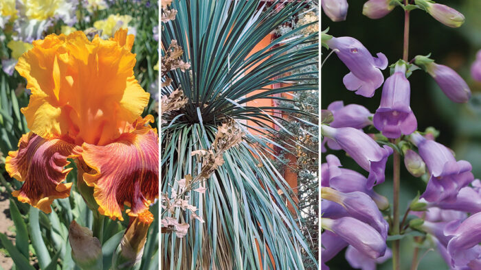 6 Knitter Plants That Can Tie a Garden Together - Fine Gardening