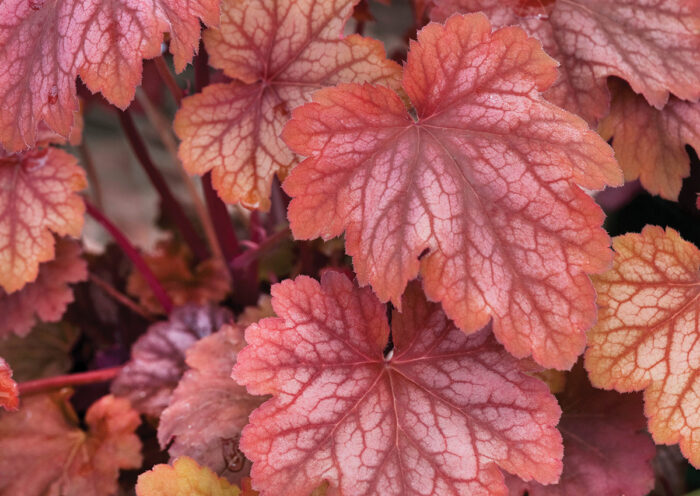 Expert-Tested New Heucheras That Are Better Than the Classics - Fine ...
