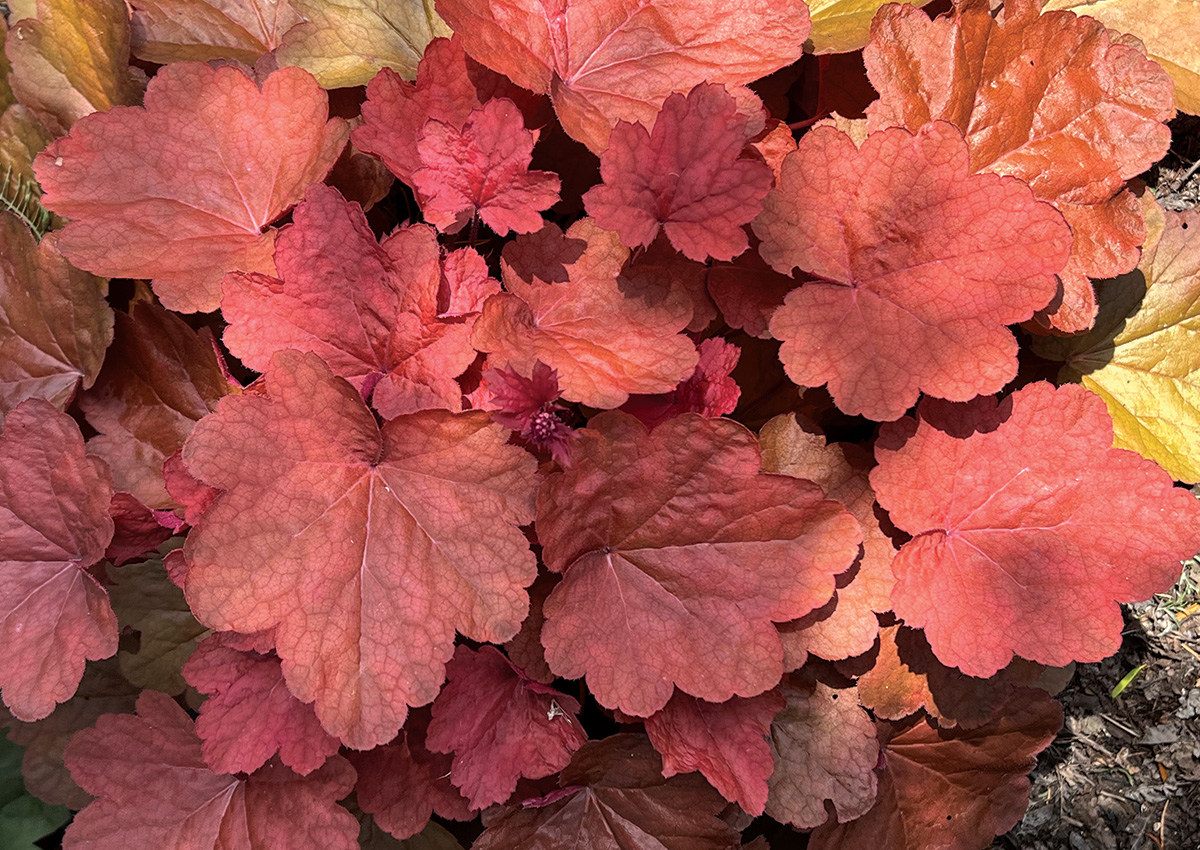Expert-Tested New Heucheras That Are Better Than the Classics - Fine ...