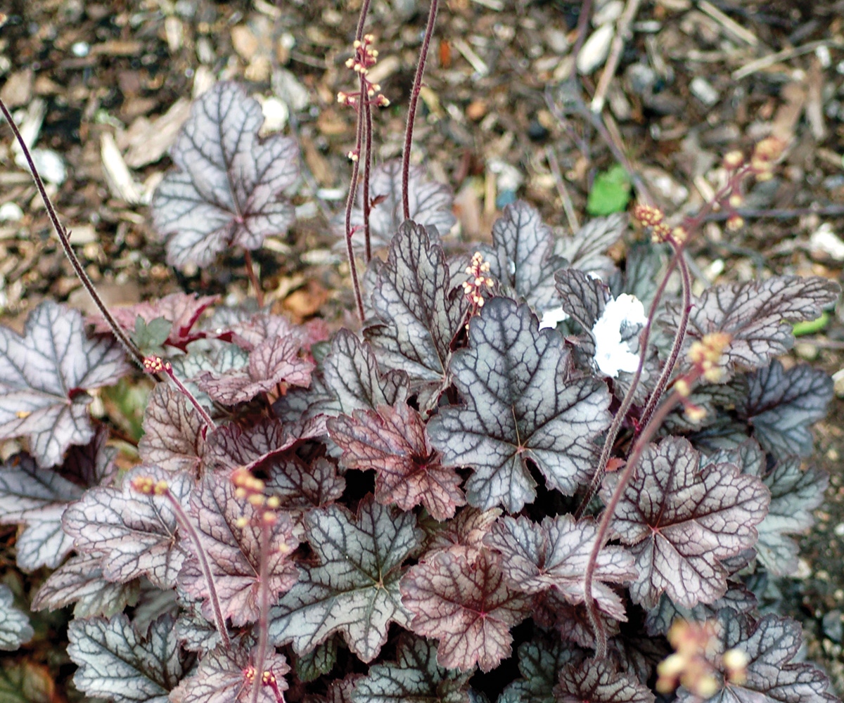 Expert-Tested New Heucheras That Are Better Than the Classics - Fine ...