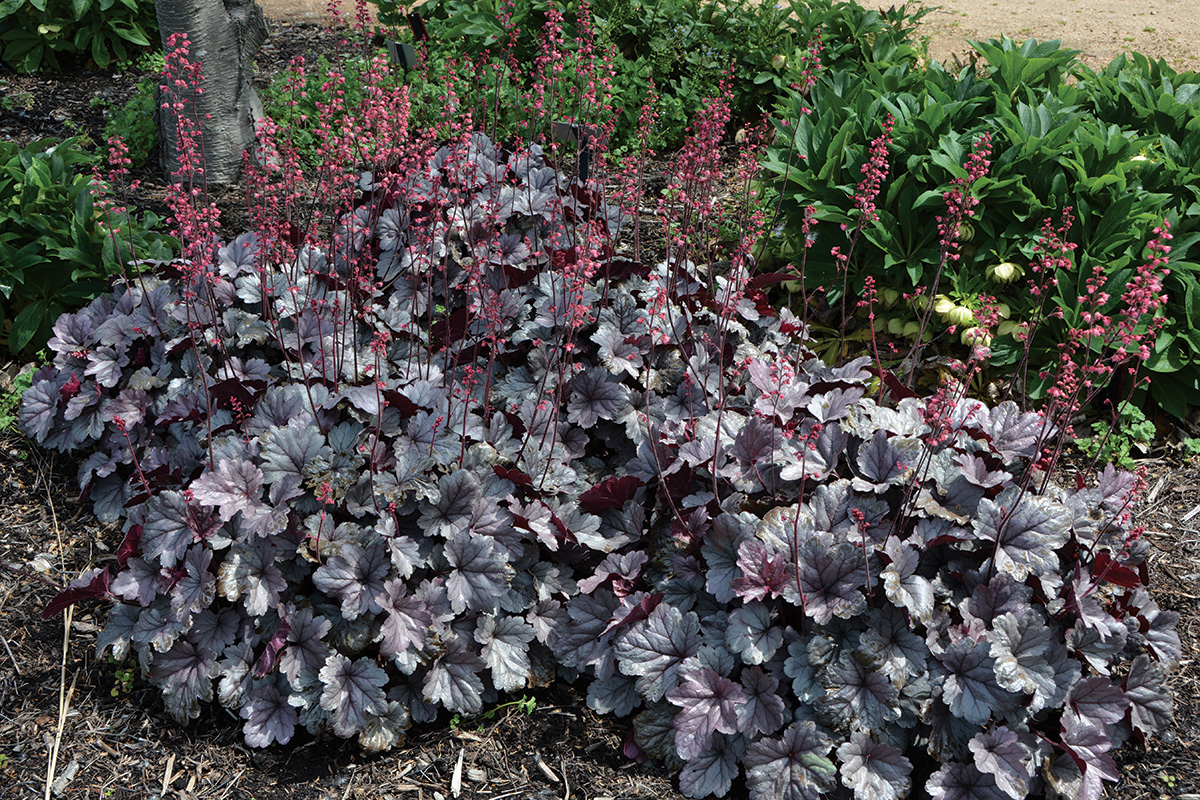 Expert-Tested New Heucheras That Are Better Than the Classics - Fine ...