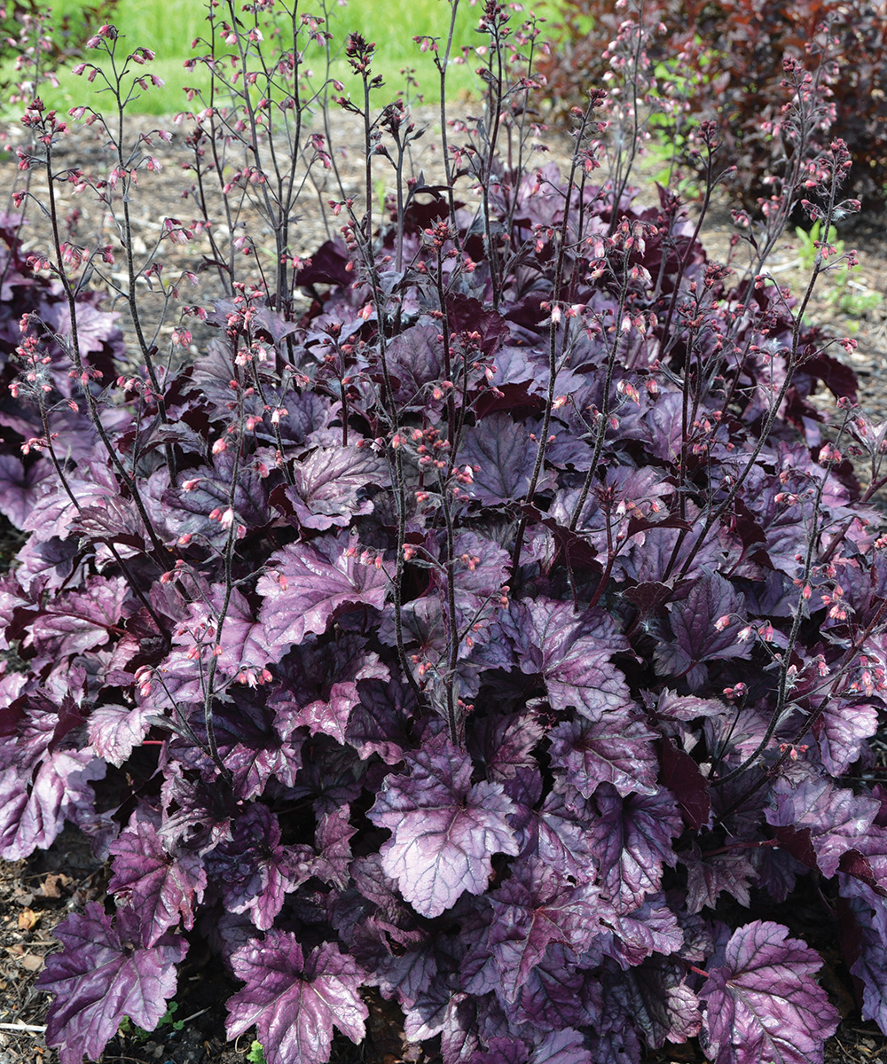 Expert-Tested New Heucheras That Are Better Than the Classics - Fine ...