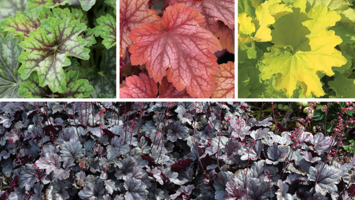 Expert-Tested New Heucheras That Are Better Than the Classics - Fine ...