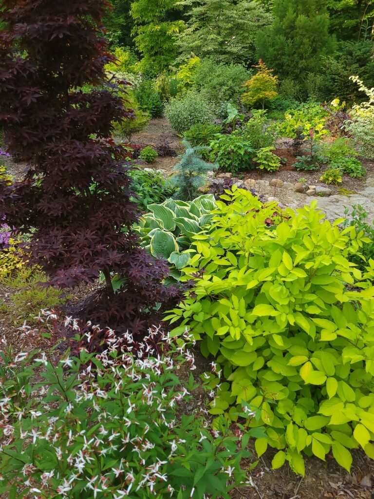 Sue's Favorite Foliage Plants - Fine Gardening