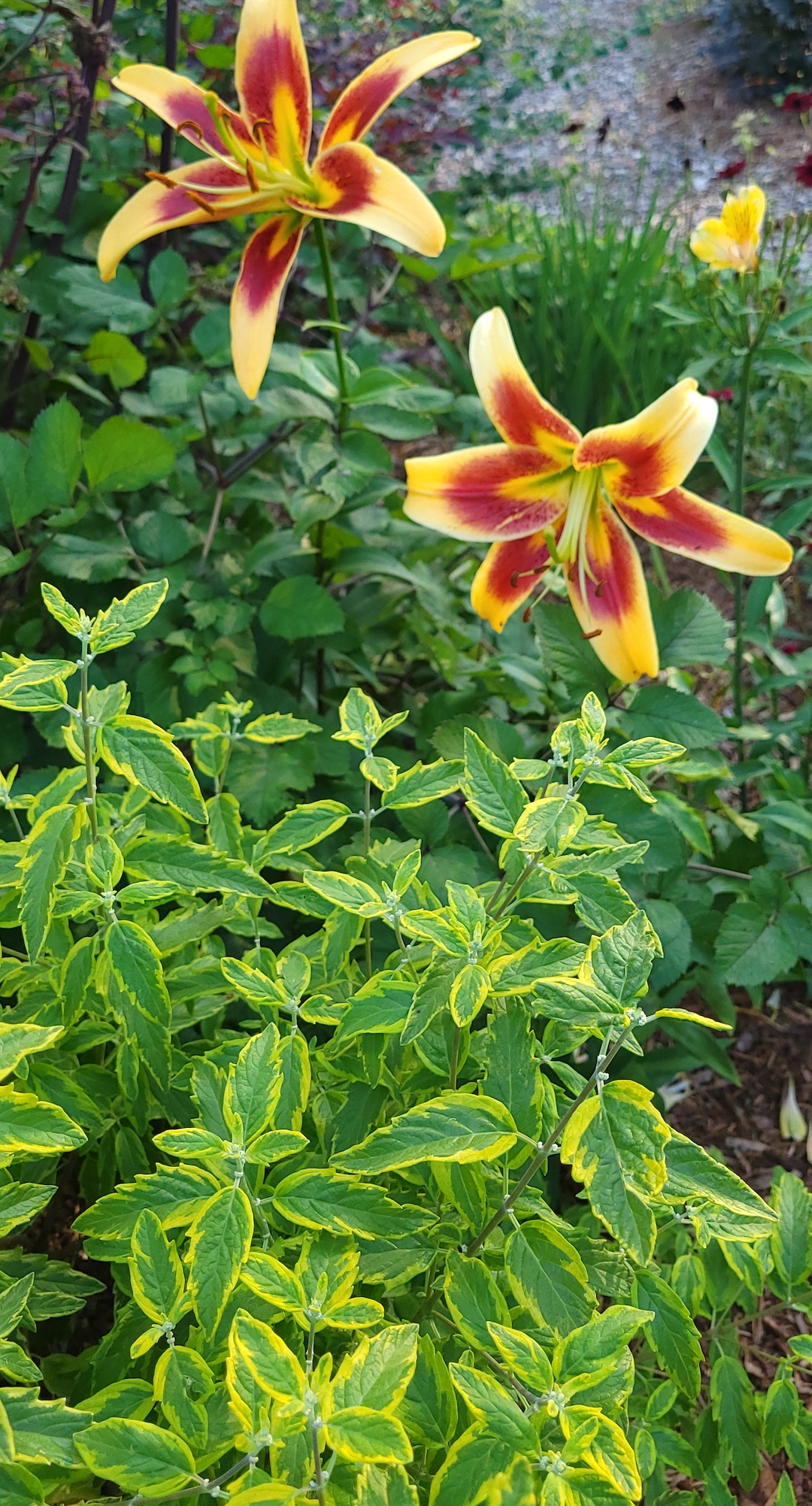 Sue's Favorite Foliage Plants - Fine Gardening