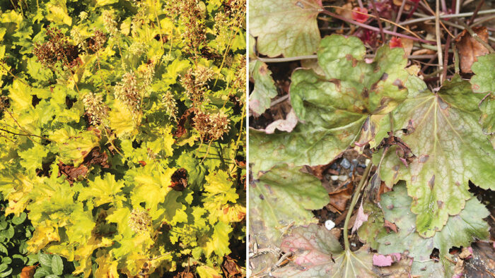 Tips and Tricks for Growing Heucheras Successfully - Fine Gardening