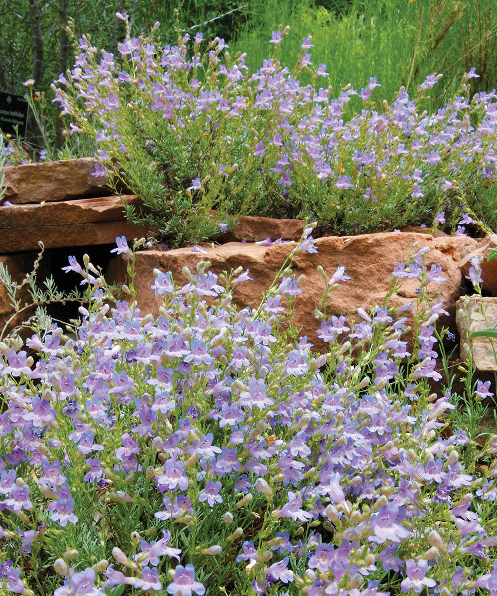 The Best Ground-Cover Plants for Attracting Pollinators - Fine Gardening