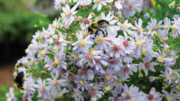 The Best Ground-Cover Plants for Attracting Pollinators - Fine Gardening